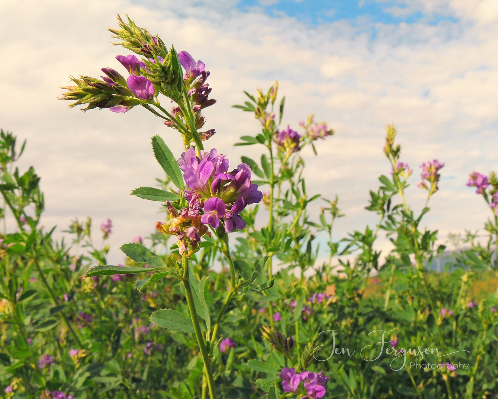 Alfalfa - Tonic Herb Shop