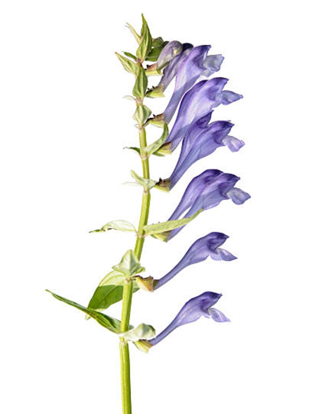 Skullcap - Tonic Herb Shop