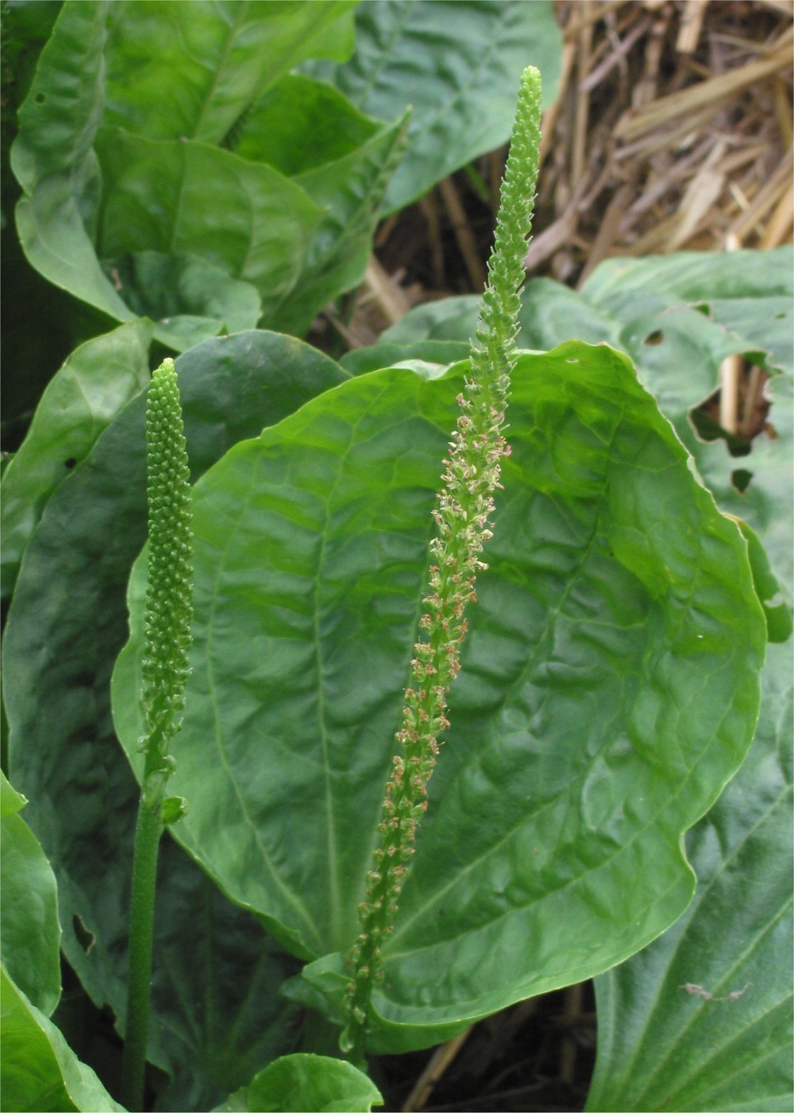 Plantain - Tonic Herb Shop